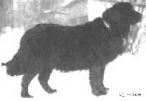 「戚有此理」永远触摸不到的温柔！——纪念那些已经灭绝的宠物 - 知乎