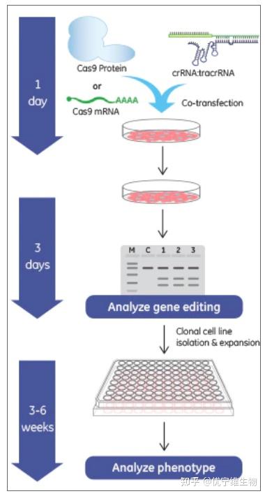 CRISPR KO Total Solution | 如何快速定位适合您的guide RNA？ - 知乎