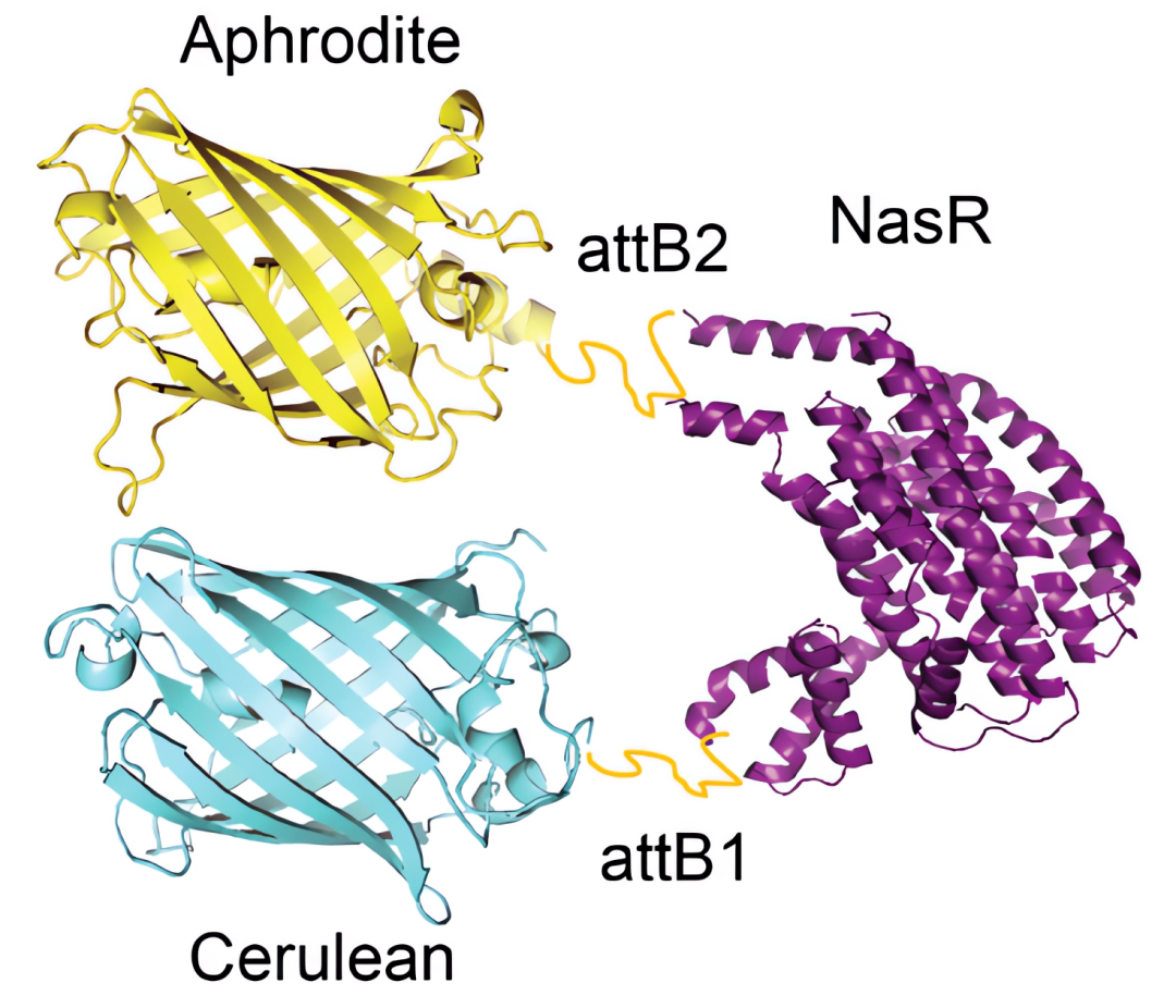 荧光蛋白的升级用法 - 知乎