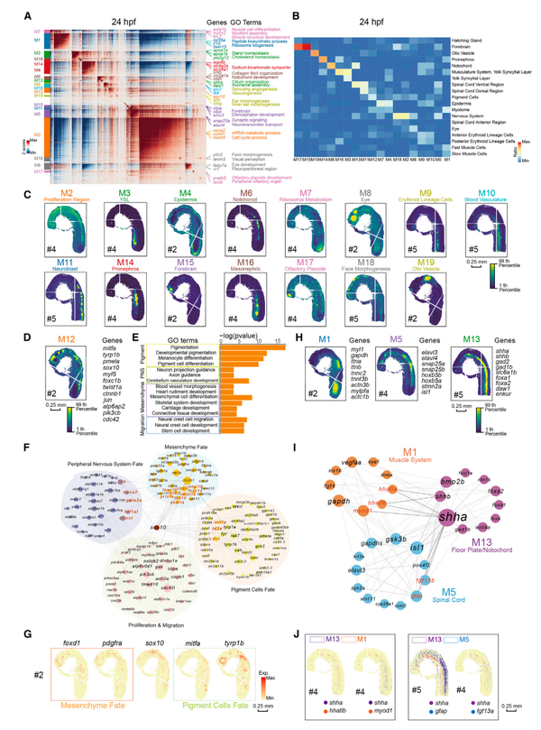 专题解读 | Stereo-seq绘制斑马鱼胚胎的时空图谱和发育轨迹 - 知乎