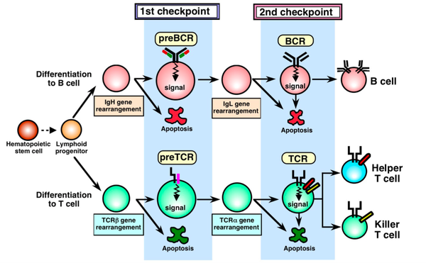 【科普】B细胞の养成之路（三） - 知乎