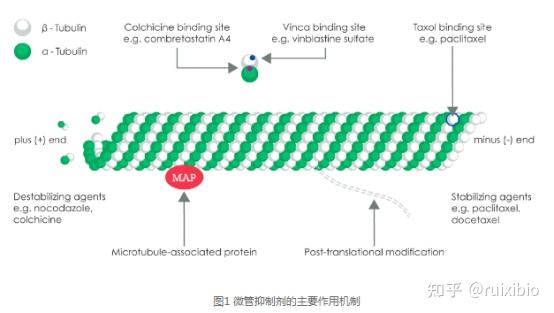 瑞禧介绍抗体偶联药物结合物Tubulysin IM-1/IM-2/ IM-3 和Duocarmycin SA/TM/MA/DM - 知乎