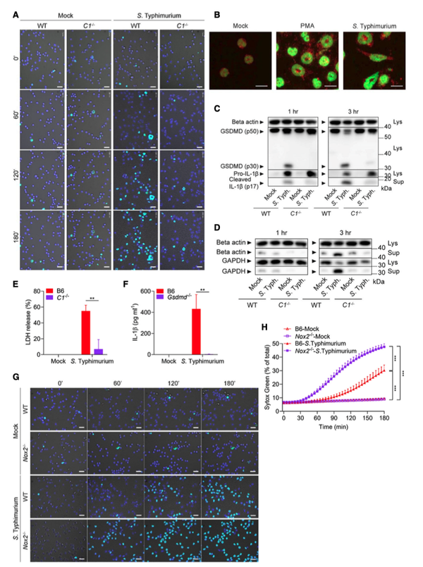 EMBO丨GSDMD驱动中性粒细胞独立于NETs的焦亡 - 知乎