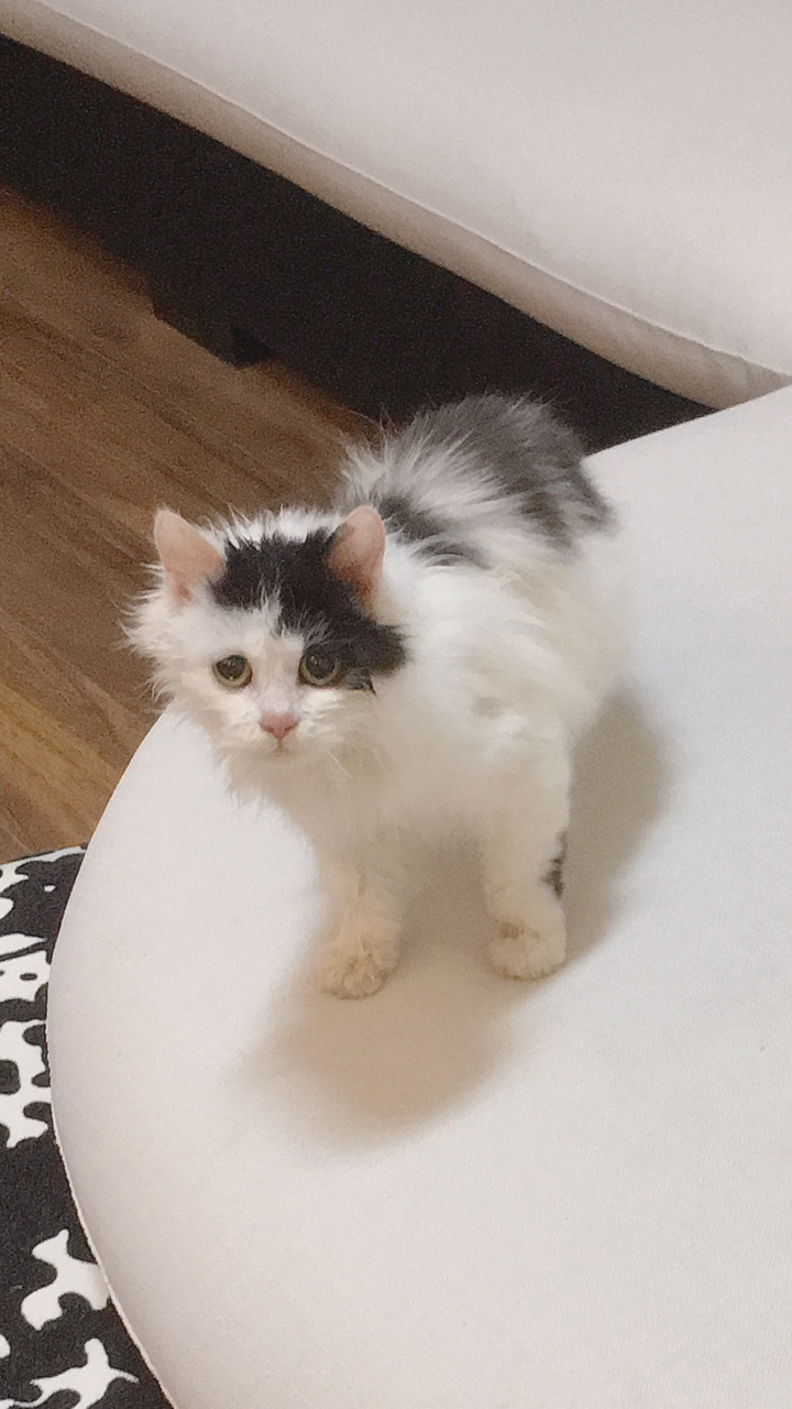 有没有人领养猫咪的。 知乎