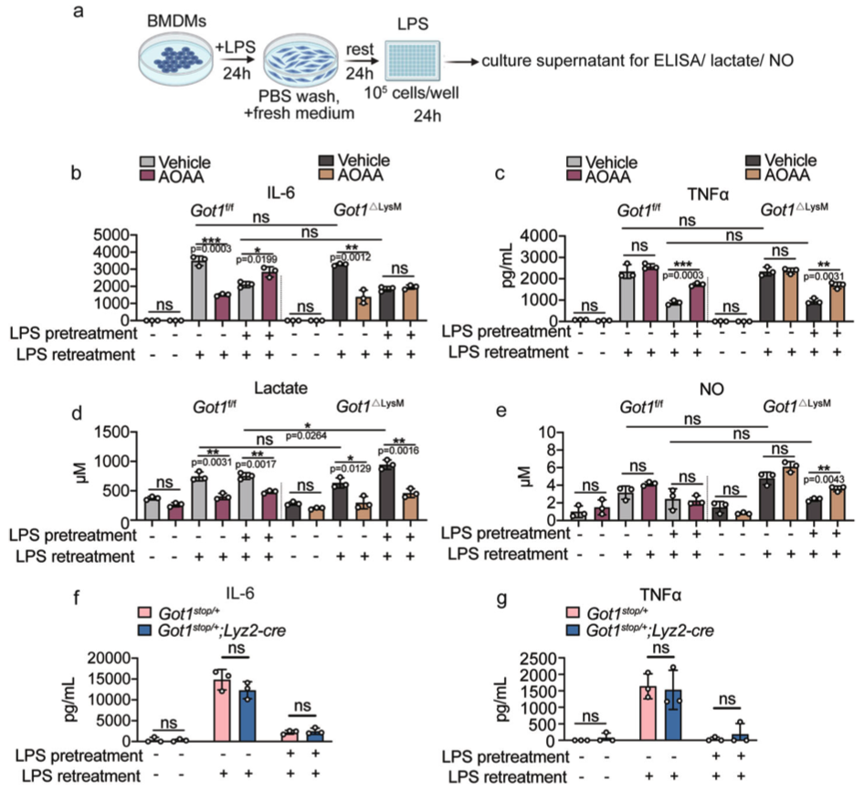 Communications Biology丨Got1在巨噬细胞分化和抗病原体反应中是独立的 - 知乎