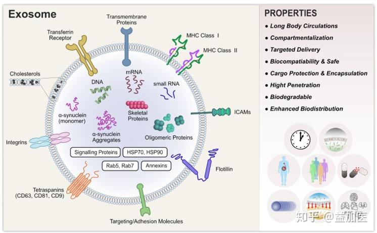 外泌体课题思路最全攻略，高分文章发起来！ - 知乎