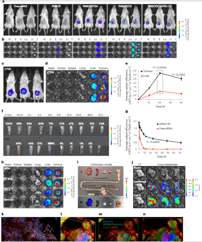Nat Nanotech | 携带siRNA的纳米颗粒结合化疗可缩小肿瘤 - 知乎