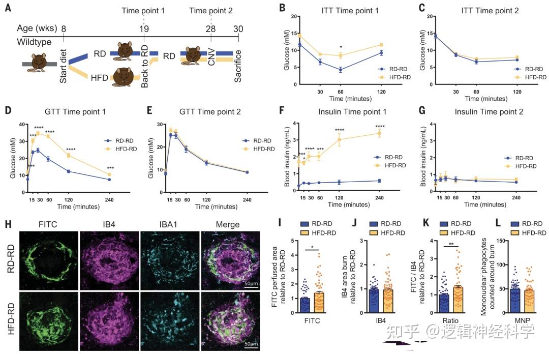 Science︱加拿大蒙特利尔大学科研团队发现肥胖史诱发先天免疫系统的表观遗传改变并加剧神经炎症 - 知乎