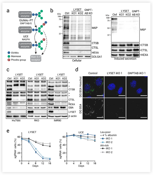 Science 背靠背 | 溶酶体酶转运因子 LYSET - MedChemExpress - 知乎