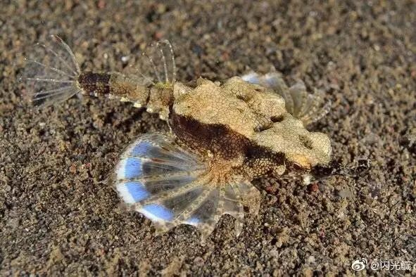 蒙特波卡：始新世的海洋之窗（3）——鲭形系（作者：达达） - 知乎