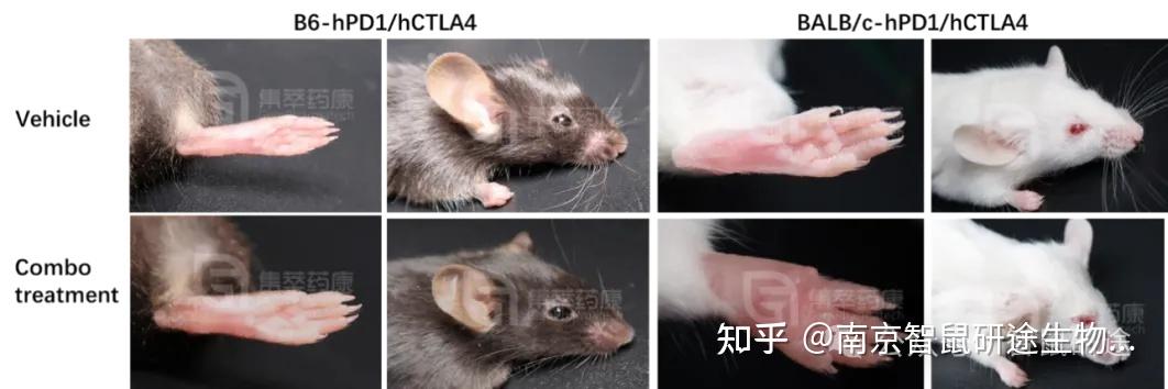 BALB/c小鼠通用知识 - 知乎