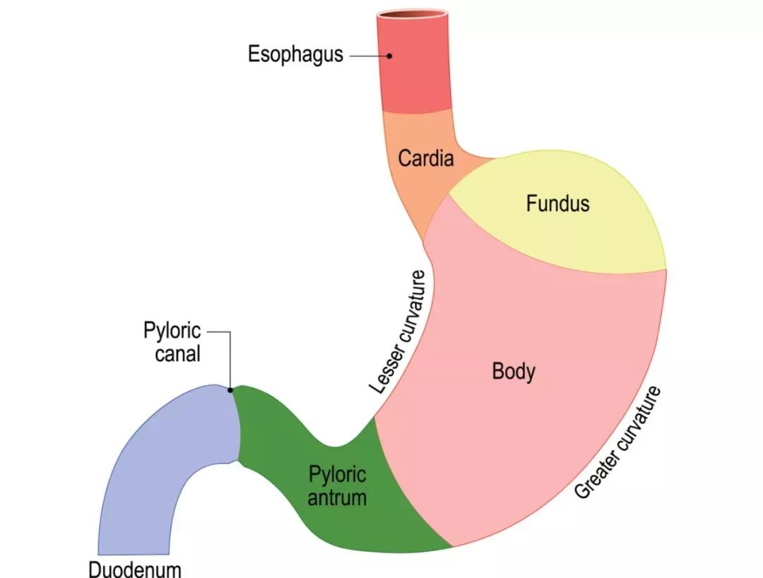 Nat Comm | 中国北方的贲门癌可能与饮食有关 - 知乎