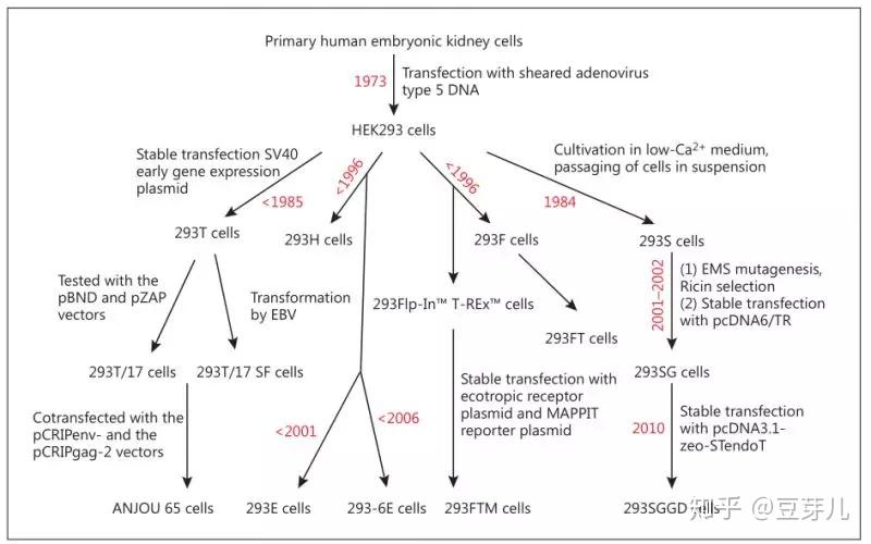 最全HEK293细胞系汇总：这些HEK293细胞系，您都了解吗？ - 知乎