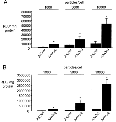 【科研实用宝典】AAV在血管内皮细胞中的应用 - 知乎