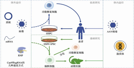 【对症创药】CRISPR-Cas9在治疗β-地中海贫血疾病中的应用 - 知乎