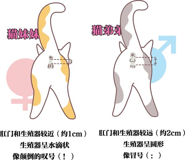 1分钟教你如何判断🐱猫咪的性别? 知乎