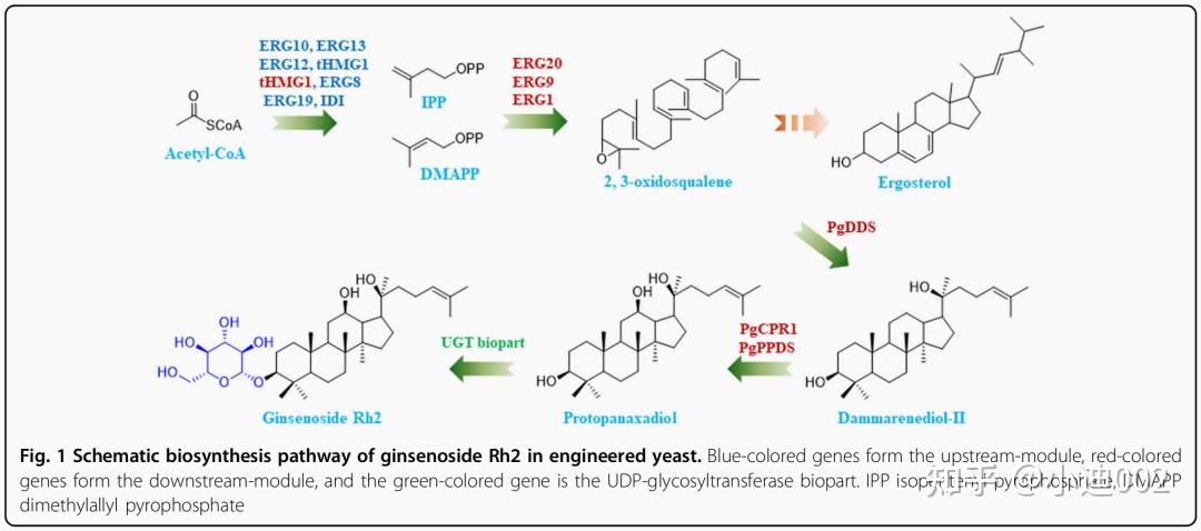 平行生物反应器应用 | 酿酒酵母细胞工厂高效合成人参皂苷Rh2（ginsenoside Rh2） - 知乎