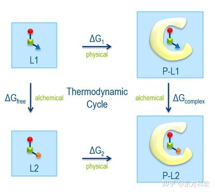 Discovery Studio官方教程（Help-Tutorials） Free Energy Perturbation （FEP）自由能计算 - 知乎
