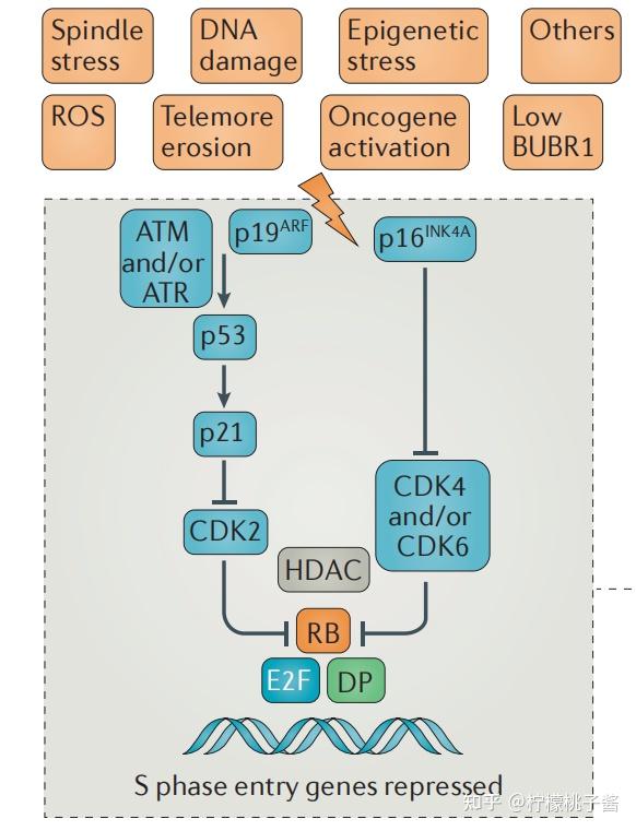 国自然新热点：这些关于「细胞衰老」的研究思路不容错过 - 知乎