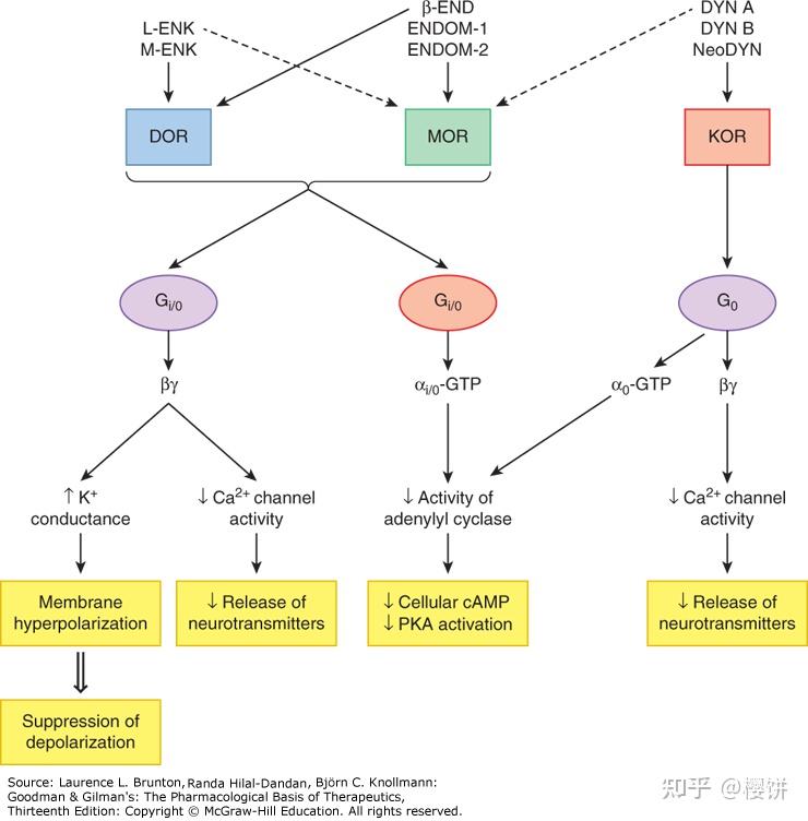 G蛋白耦联受体：结构、类别与信号通路 - 知乎