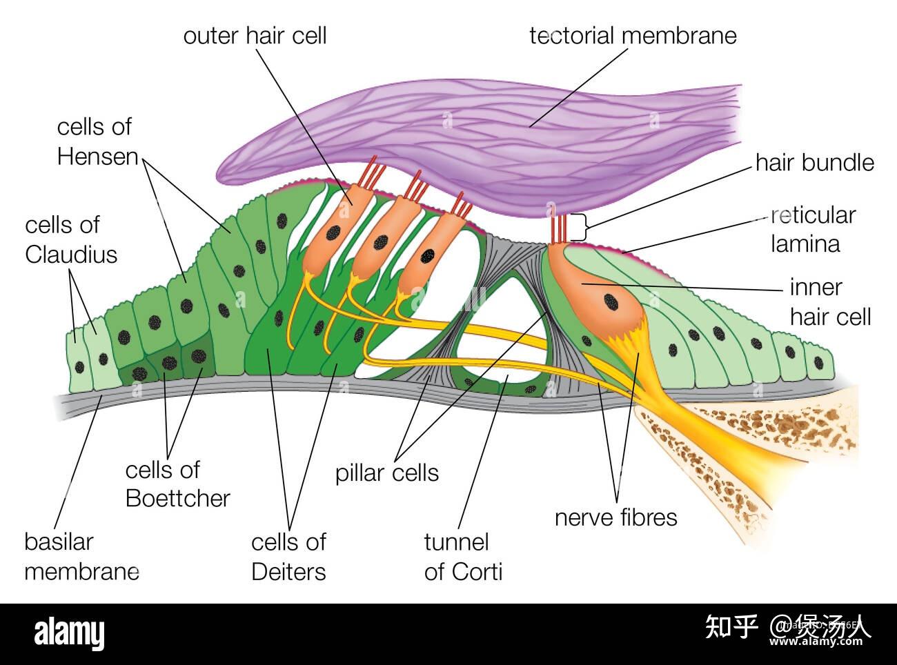 组织胚胎学总结：耳蜗与螺旋器 - 知乎