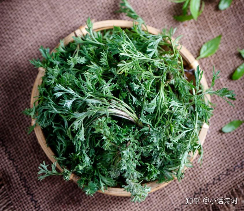 《诗经·采蘩》：诗经中的美学，采摘白蒿的人影，加工白蒿的身影，是流动的身影，是流光溢彩的美 - 知乎