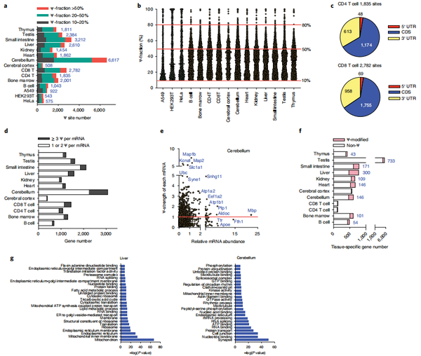 假尿嘧啶修饰测序（BID-seq） - 知乎