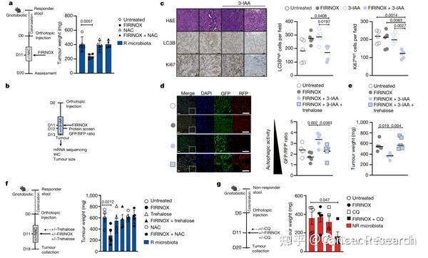 Nature|微生物来源的3-IAA影响胰腺癌化疗疗效 - 知乎