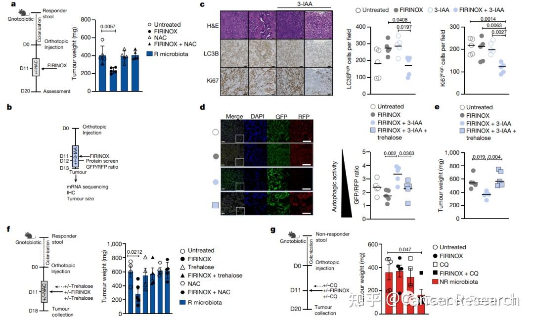 Nature|微生物来源的3-IAA影响胰腺癌化疗疗效 - 知乎