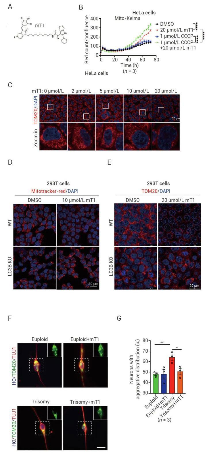 ATTEC 分子: 通过自噬降解多靶点的闪亮新星！| MCE - 知乎