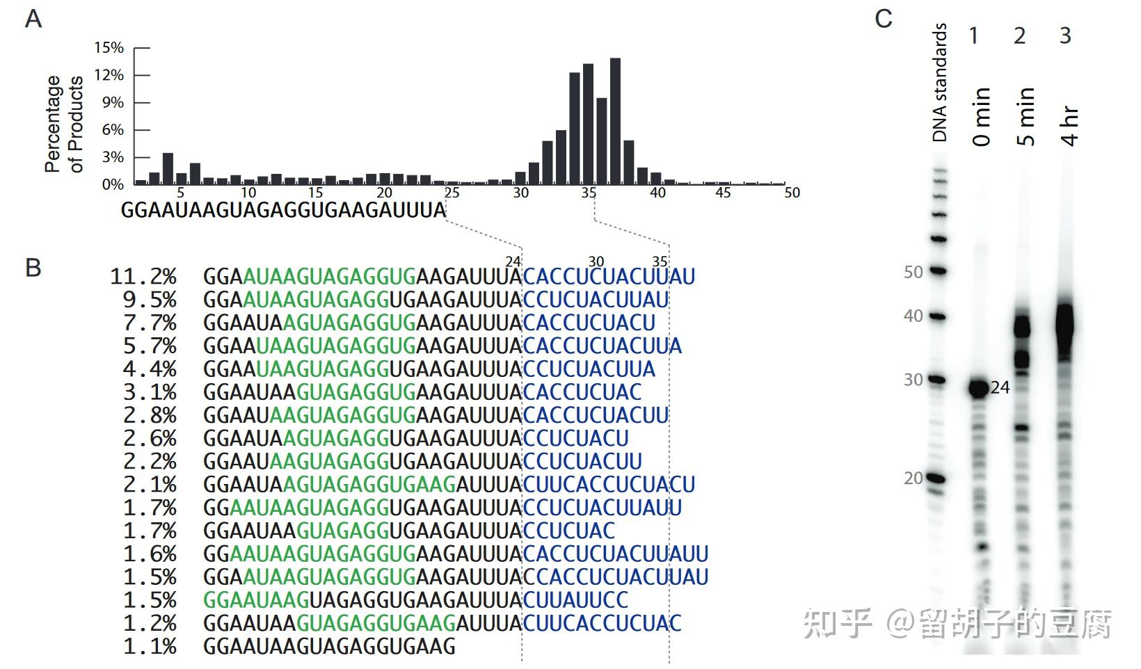mRNA 3'末端回折配对，重新结合T7 聚合酶，启动自我延伸，形成dsRNA。 - 知乎