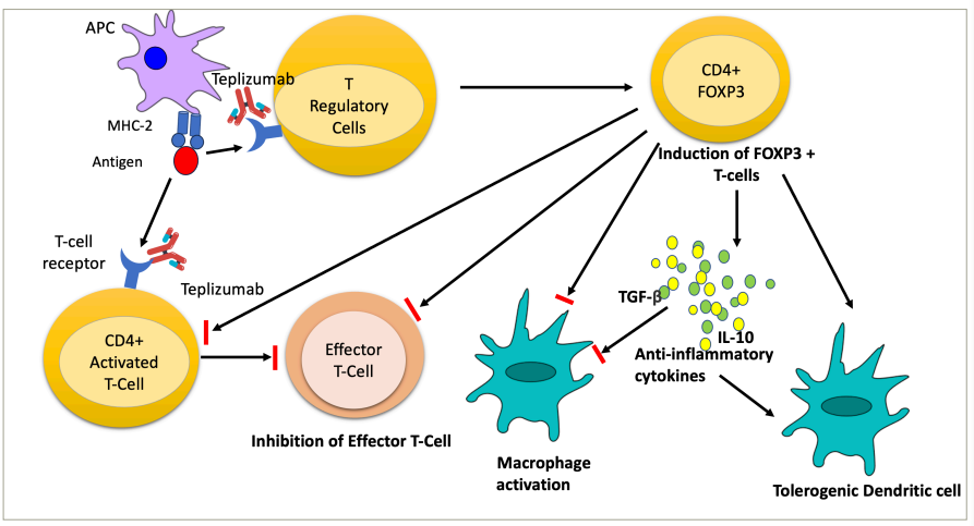 1型糖尿病（T1DM）与免疫干预治疗 - 知乎