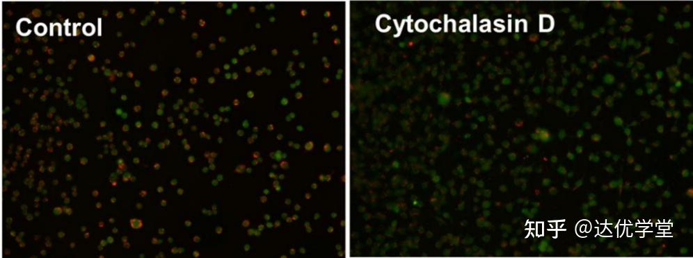 有了它，让细胞吞噬能力检测更简单！ - 知乎