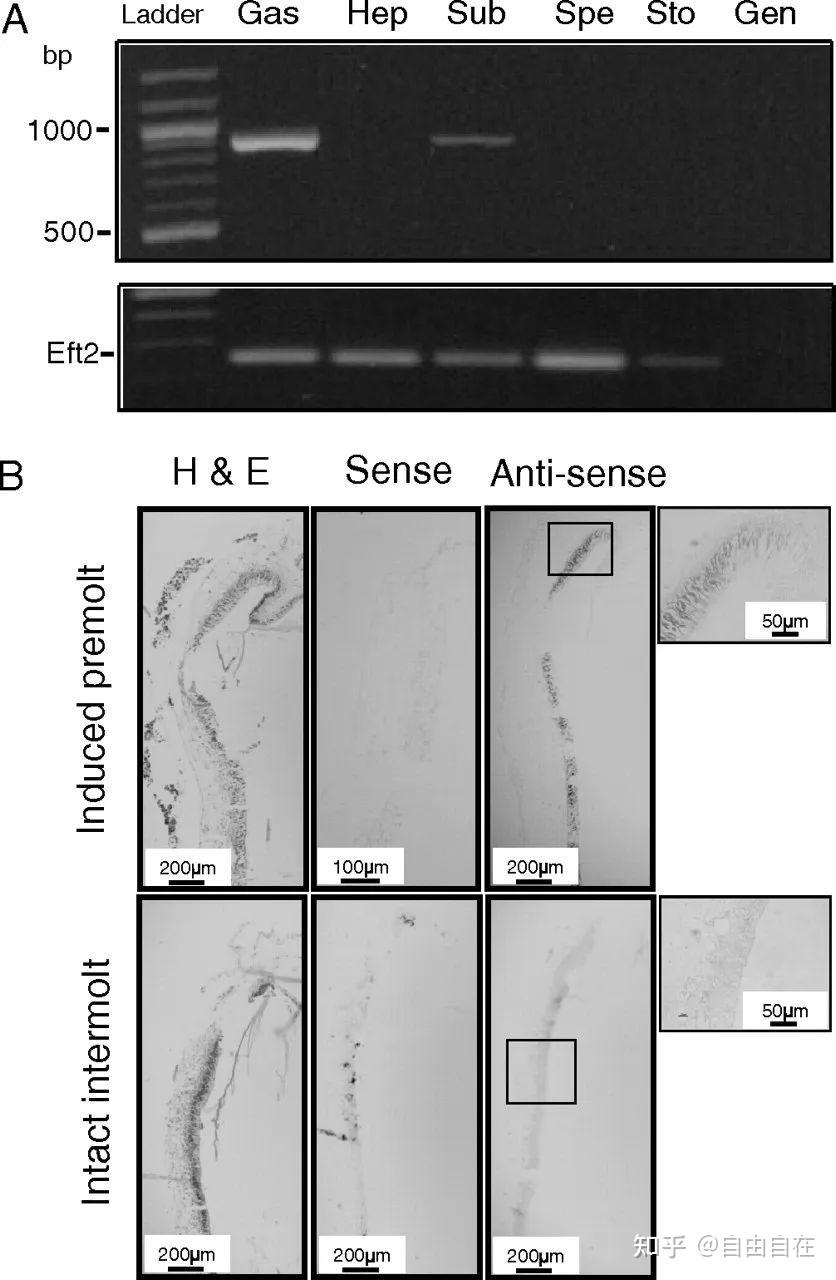 美国科学院院报（PNAS）：生物源性非晶钙「ACC」——碳酸钙最易溶形式 - 知乎