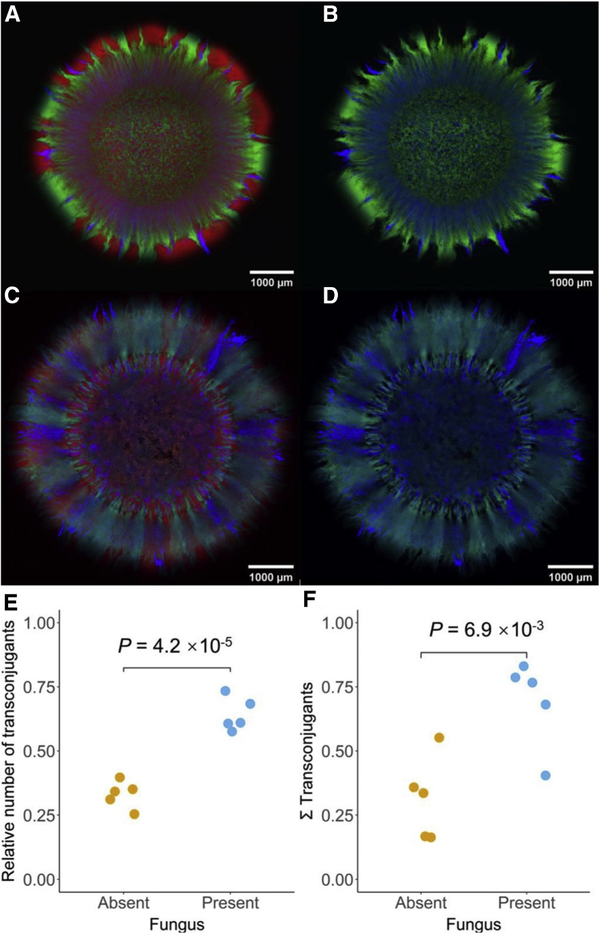 Current Biology︱王钢/David R. Johnson团队合作揭示真菌菌丝维持环境中微生物多样性的新机制 - 知乎
