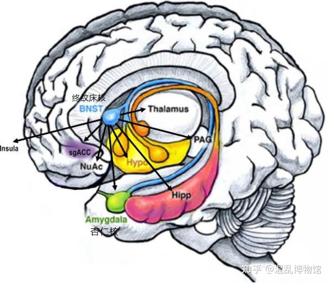 「精虫上脑」到底上到哪丨混乱档案室 - 知乎