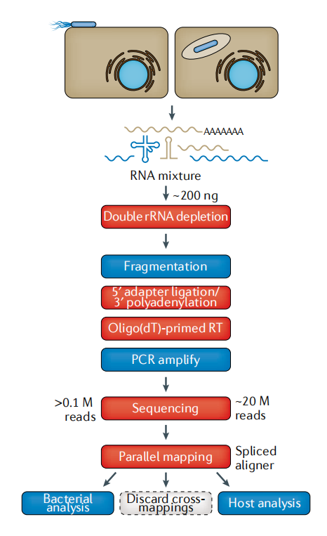 单细菌转录组为宿主-微生物互作提供突破性研究工具 - 知乎
