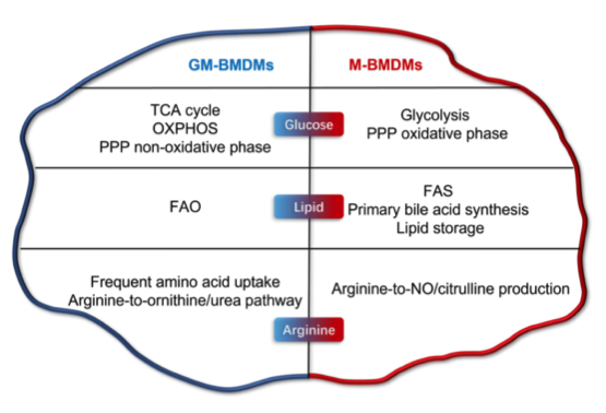 Front. Immunol丨转录组和代谢组的综合分析揭示了 GM-CSF 和 M-CSF 分化的小鼠巨噬细胞的代谢编程过程 - 知乎