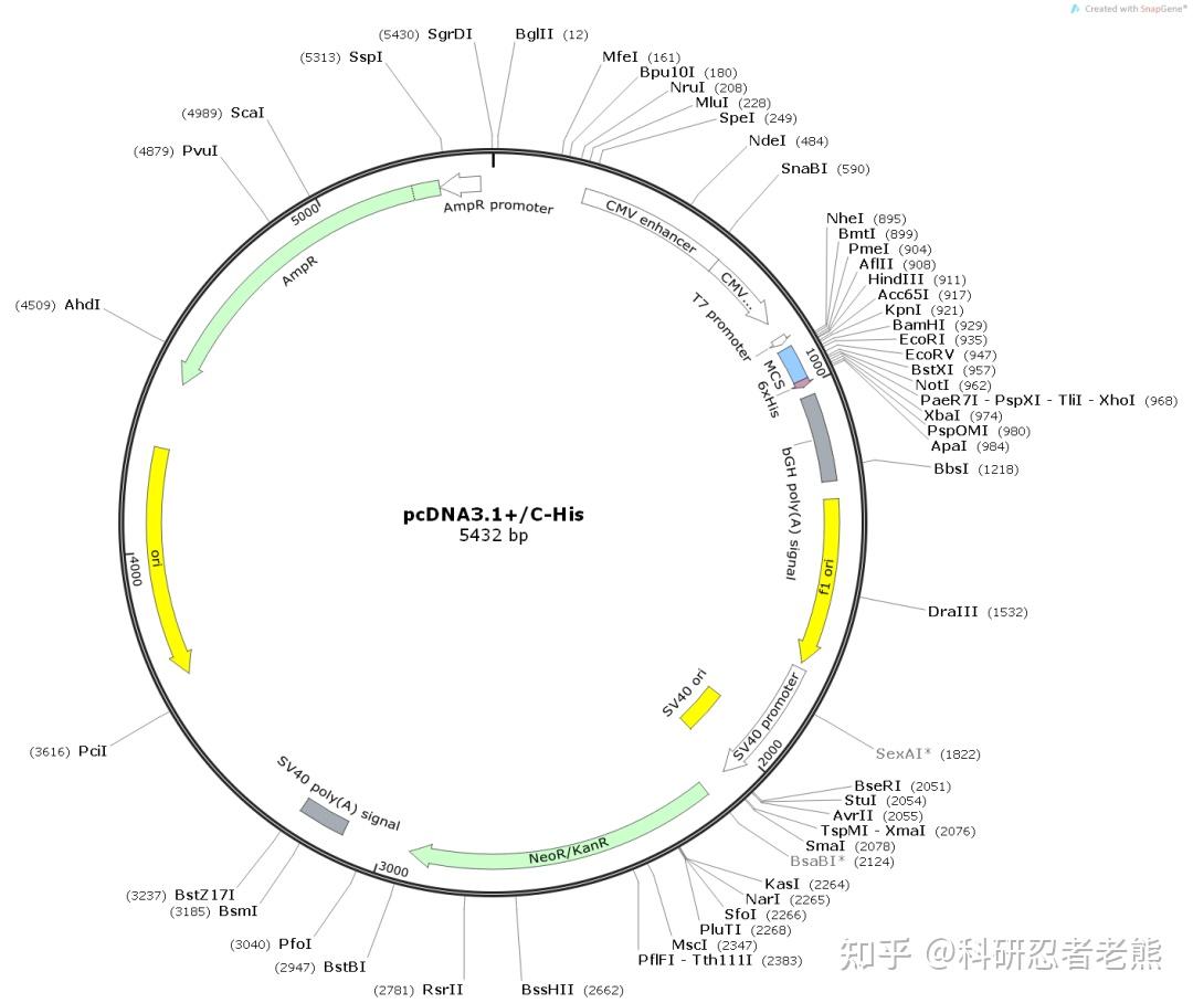 真核表达系统（第二弹）——哺乳动物细胞表达系统 - 知乎