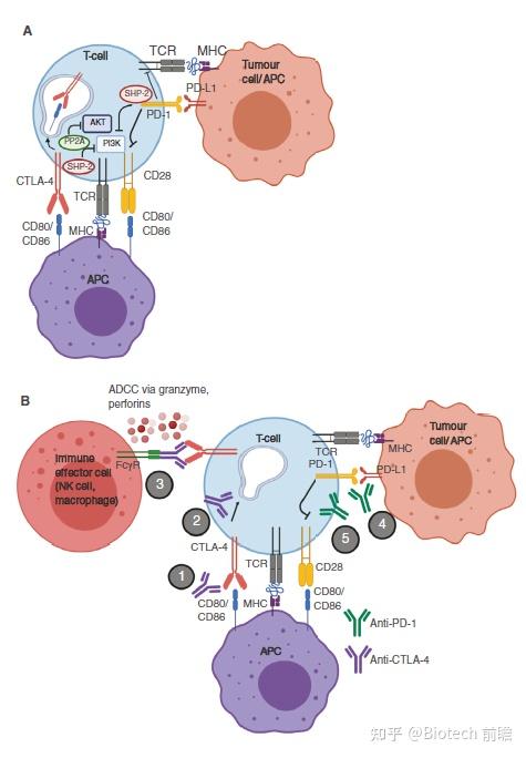 PD-1和CTLA-4联合阻断免疫作用机制及双抗能否减少毒性 - 知乎