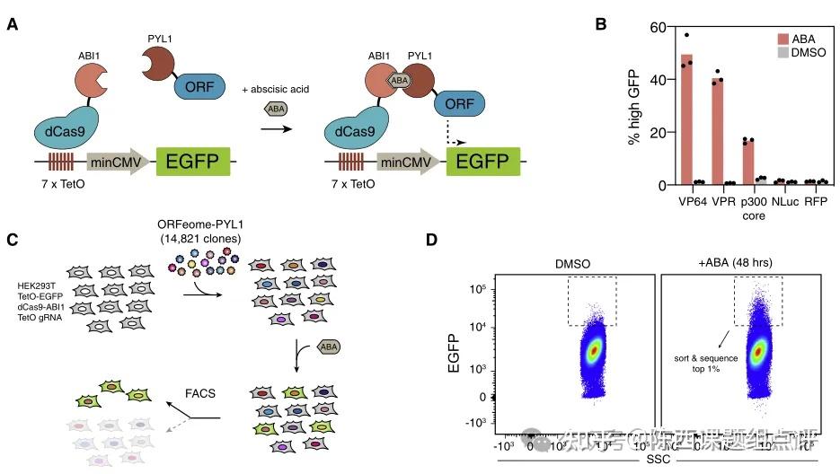 Molecular Cell【回顾】|借助化学诱导临近CIP搭建转录激活因子鉴定及表征平台 - 知乎