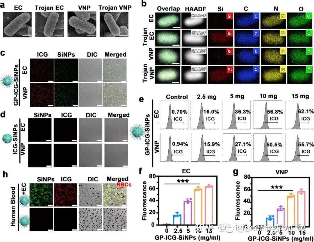 《Nat. Commun.》苏州大学何耀/王后禹等构建“特洛伊细菌”治疗胶质母细胞瘤 - 知乎