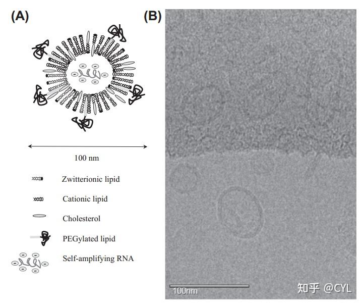 【文献翻译】自复制mRNA疫苗 - 知乎