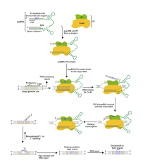 Prime editing 101：一文带你读懂先导编辑 - 知乎