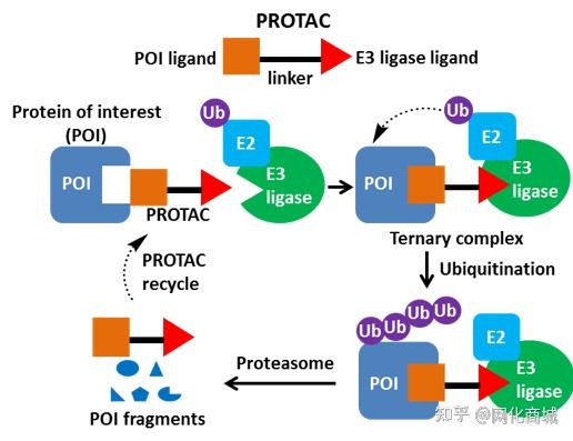 新药研发利器：PROTAC技术（最全解读） - 知乎