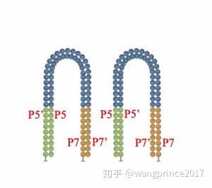 illumina 双端测序（pair end） - 知乎