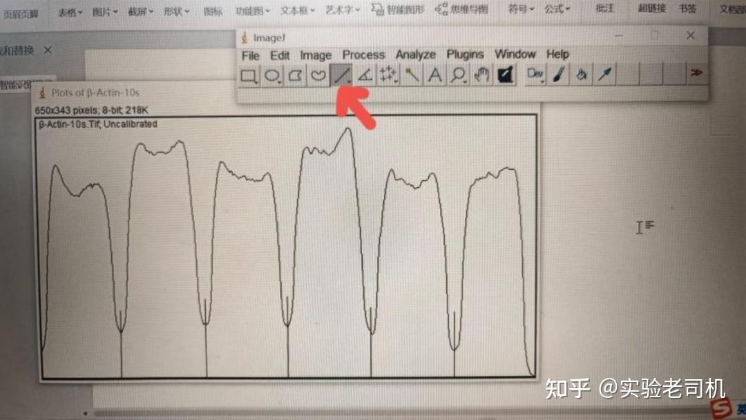 手把手教学——WB条带量化之ImageJ软件分析 - 知乎