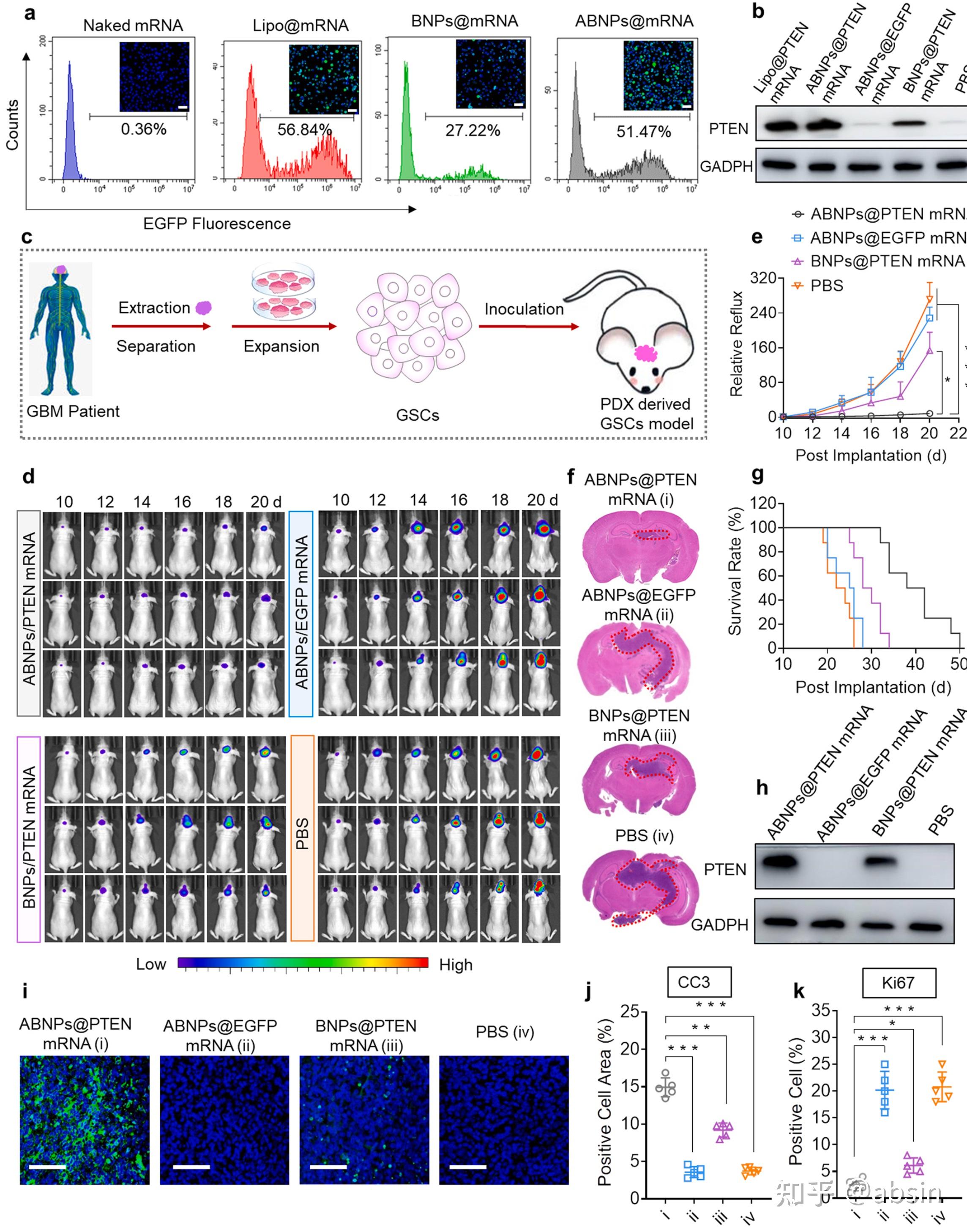 mRNA文献解读丨mRNA介导的仿生纳米药物可为脑部疾病治疗提供新思路 - 知乎