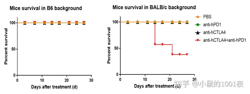 BALB/c Mice - 知乎