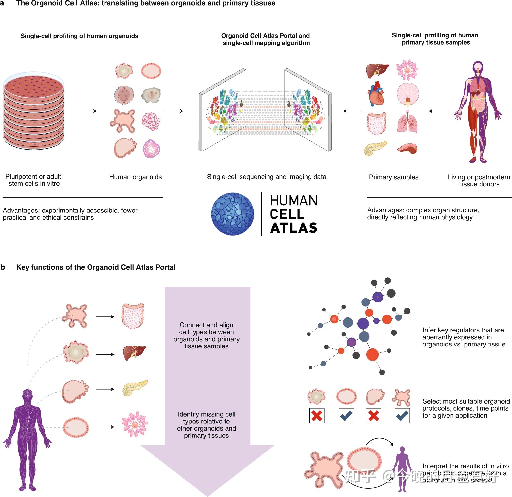 单细胞文章打卡83--The Organoid Cell Atlas - 知乎